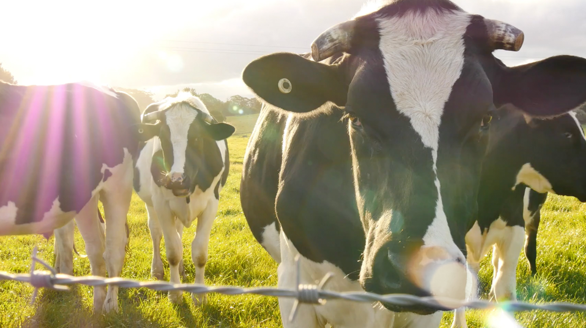 QUALITY - Nuestro Queso - Hispanic Cheese Makers